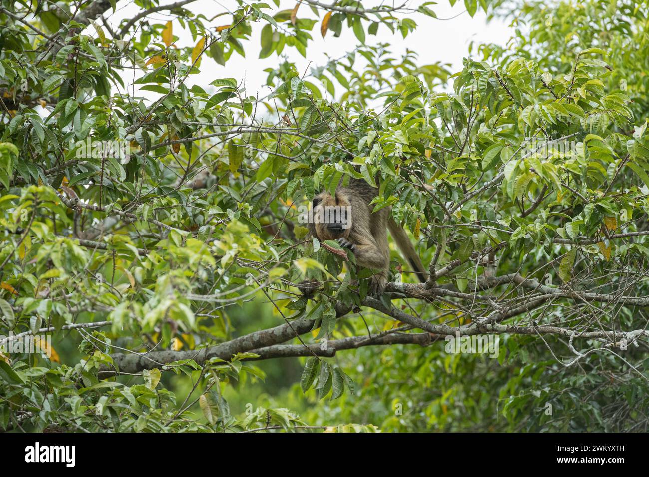 Female howler monkey (Aloutta caraya) eating leaves in a tree. Pantanal ...