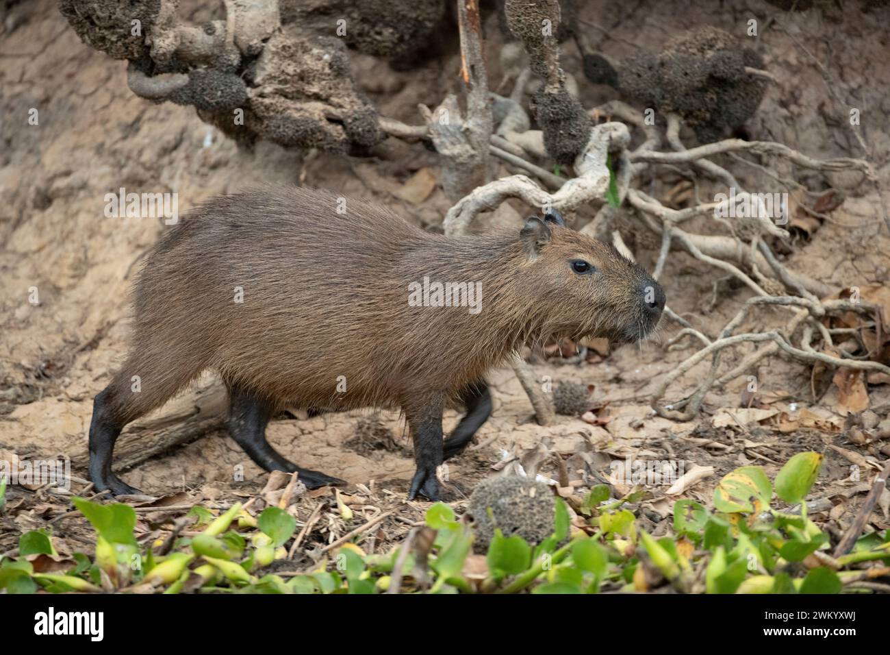 Capybara young (Hydrochoerus hydrochaeris) is a mammal native to South ...