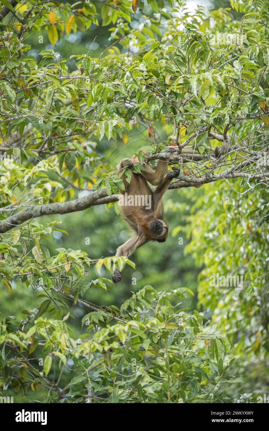 Female howler monkey (Aloutta curaya) eating leaves in a tree. Pantanal ...