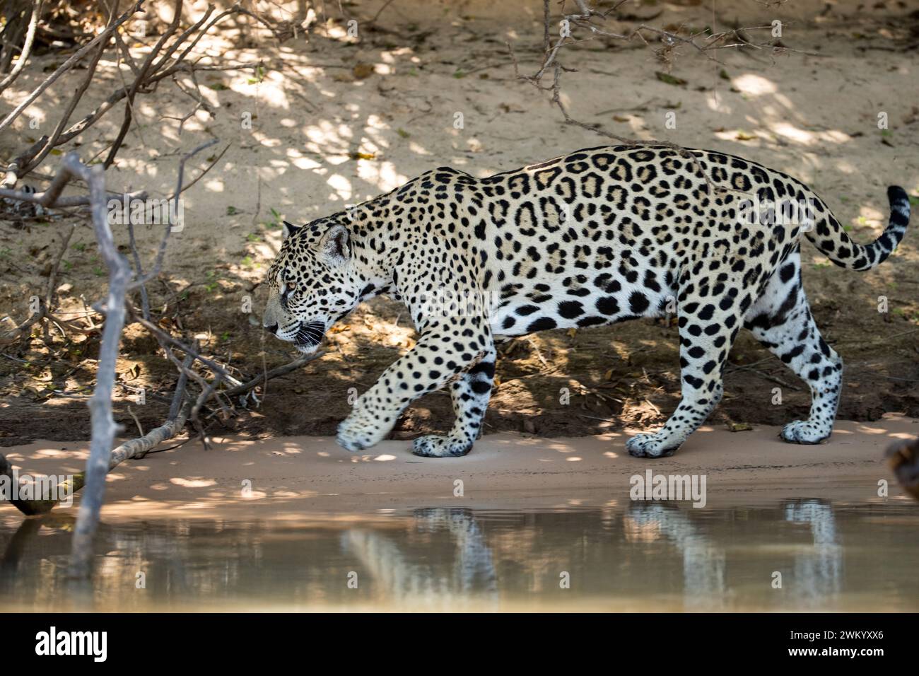 Jaguar walking on the beach (Panthera onca) is a wild cat species and ...