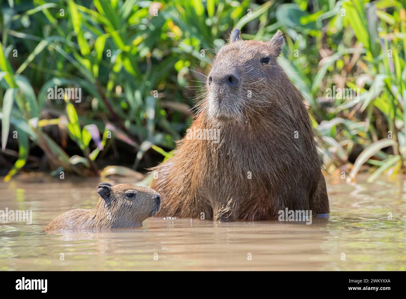 Capybara female with young (Hydrochaerus hydrochaeris) is a mammal ...