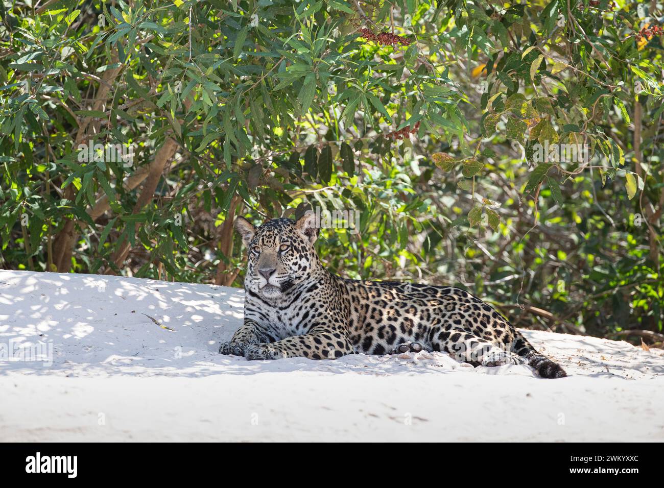 Jaguar resting (Panthera onca) is a wild cat species and the only ...