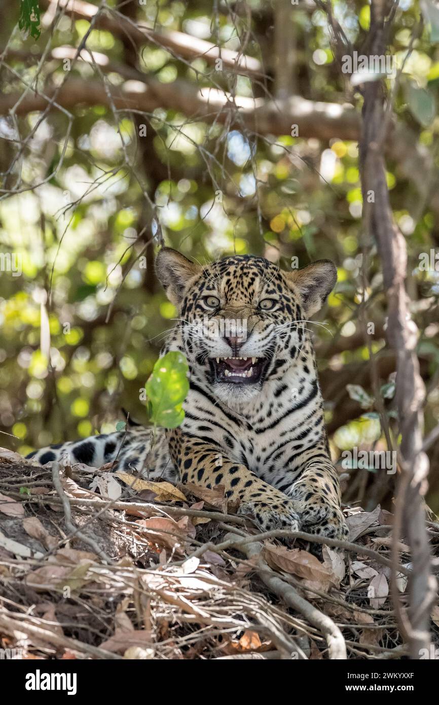 Jaguar showing teeth (Panthera onca) is a wild cat species and the only ...