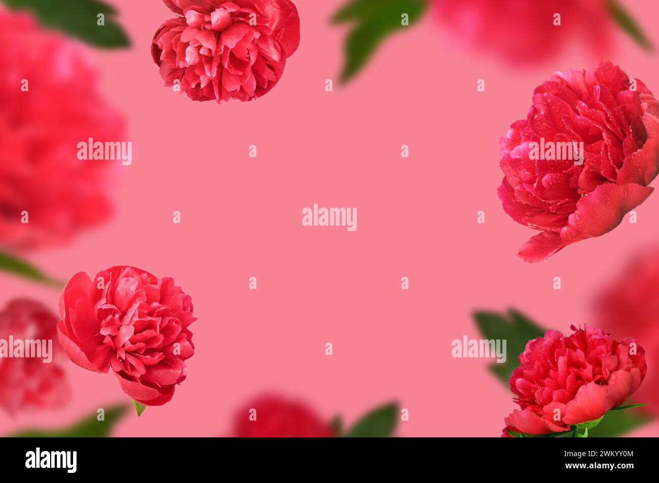 Flying peonies flowers light color background with copy space. Floral ...