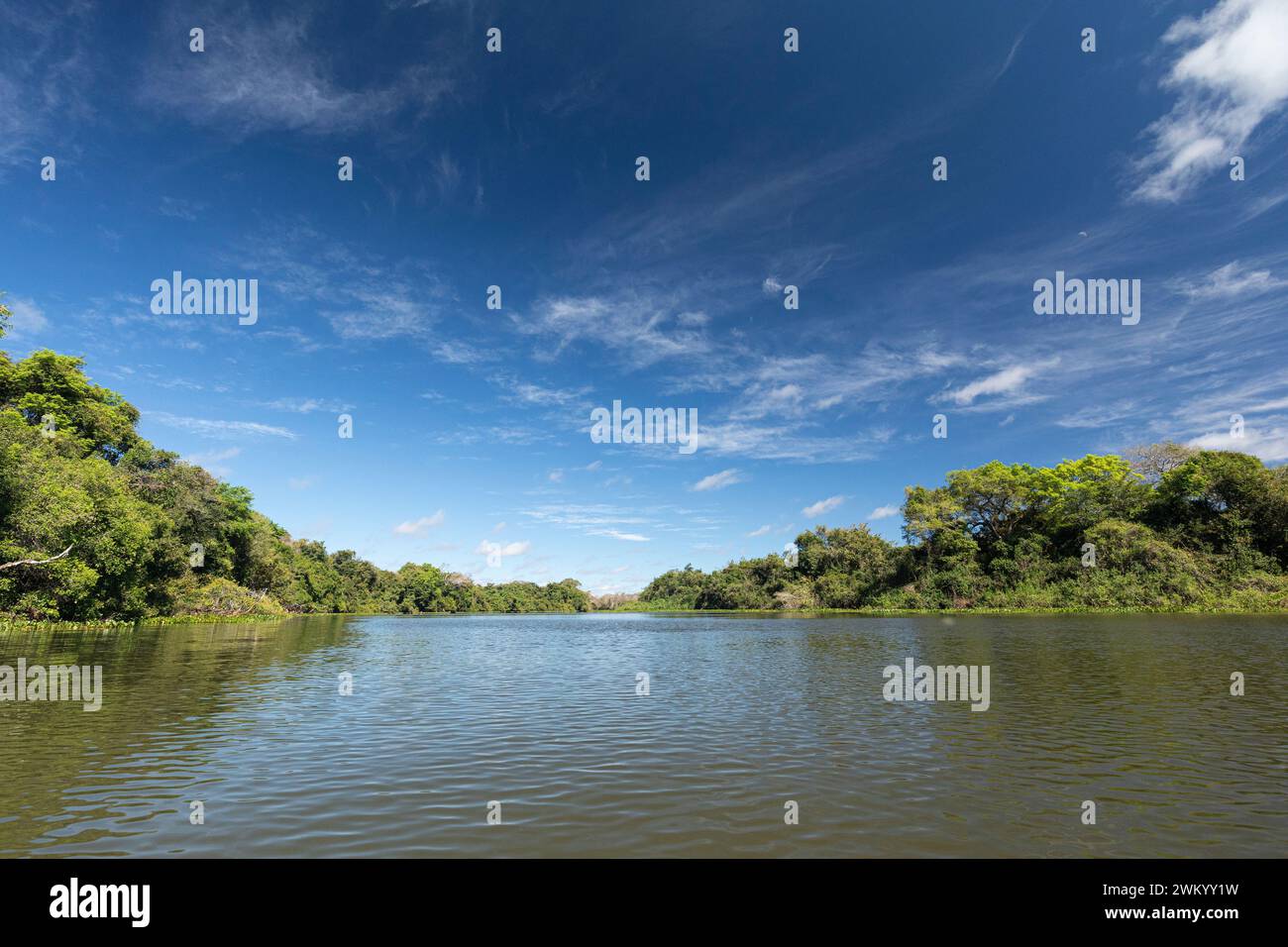 View of the river from the boat, Pantanal, Mato Grosso, Brazil Stock ...