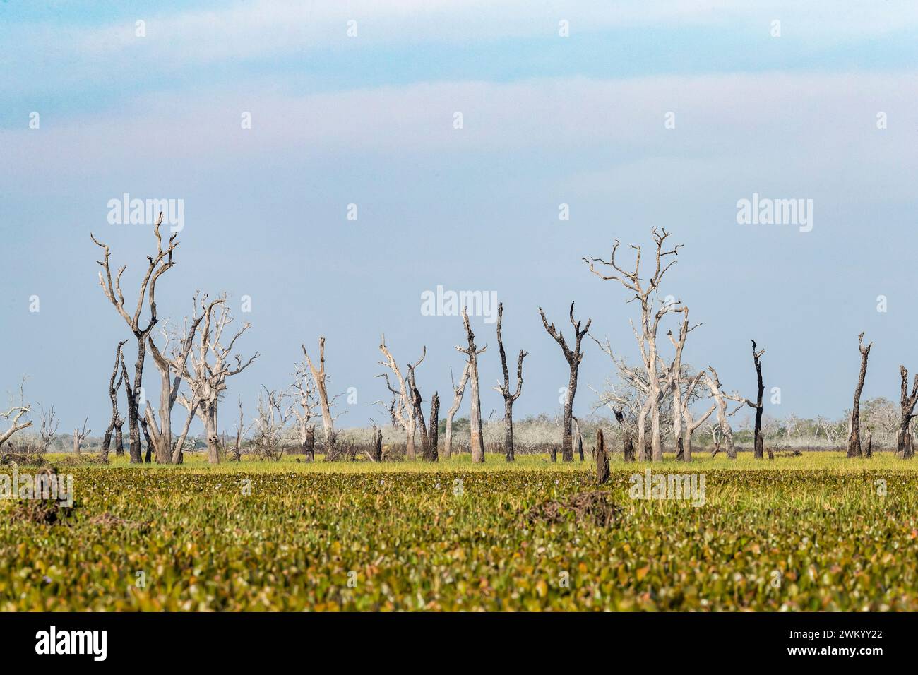 Dry trees in the dry season at the edge of the Paraguay River, Pantanal ...