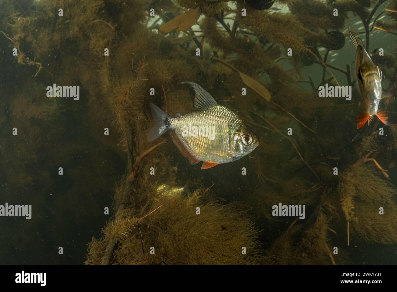 Stoplight tetra (Tetragonopterus argenteus) Pantanal, Mato Grosso ...