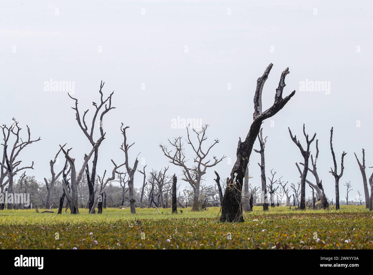 Dry trees in the dry season at the edge of the Paraguay River, Pantanal ...