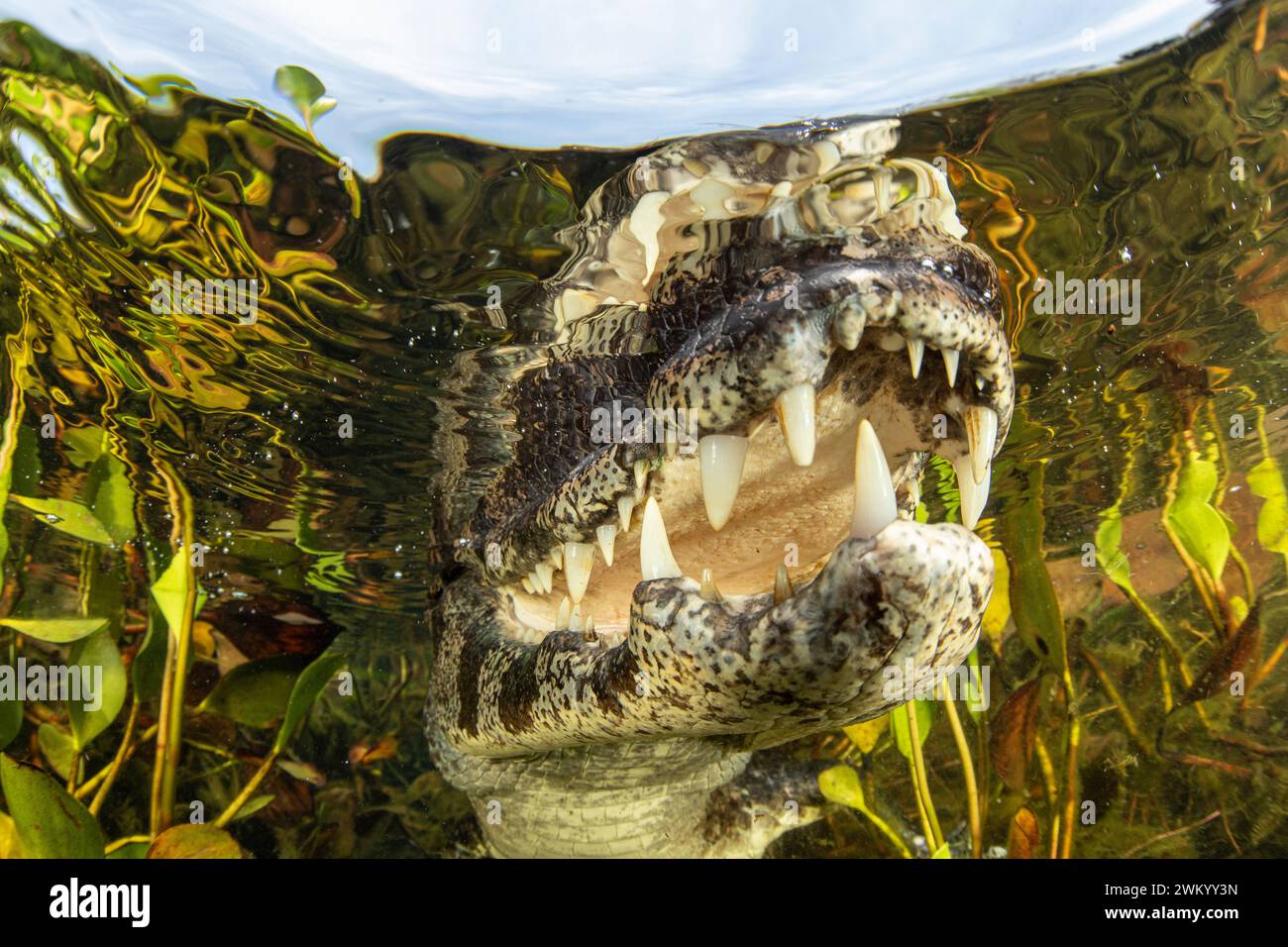 Spectacled caiman portrait, white or common caiman, (Caiman crocodilus ...