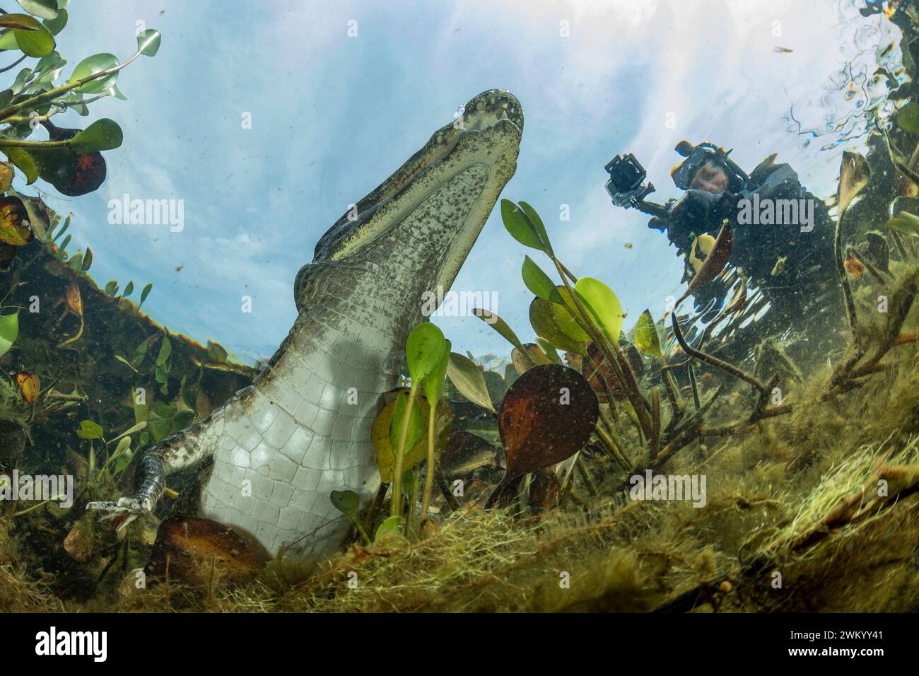Spectacled caiman, white or common caiman, (Caiman crocodilus), wiht ...