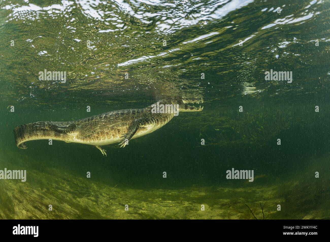 Spectacled caiman, white or common caiman, (caiman crocodilus ...
