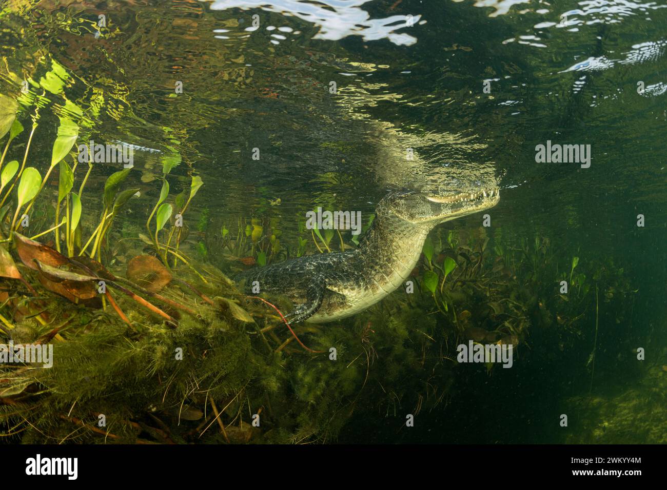 Spectacled caiman, white or common caiman, (caiman crocodilus ...