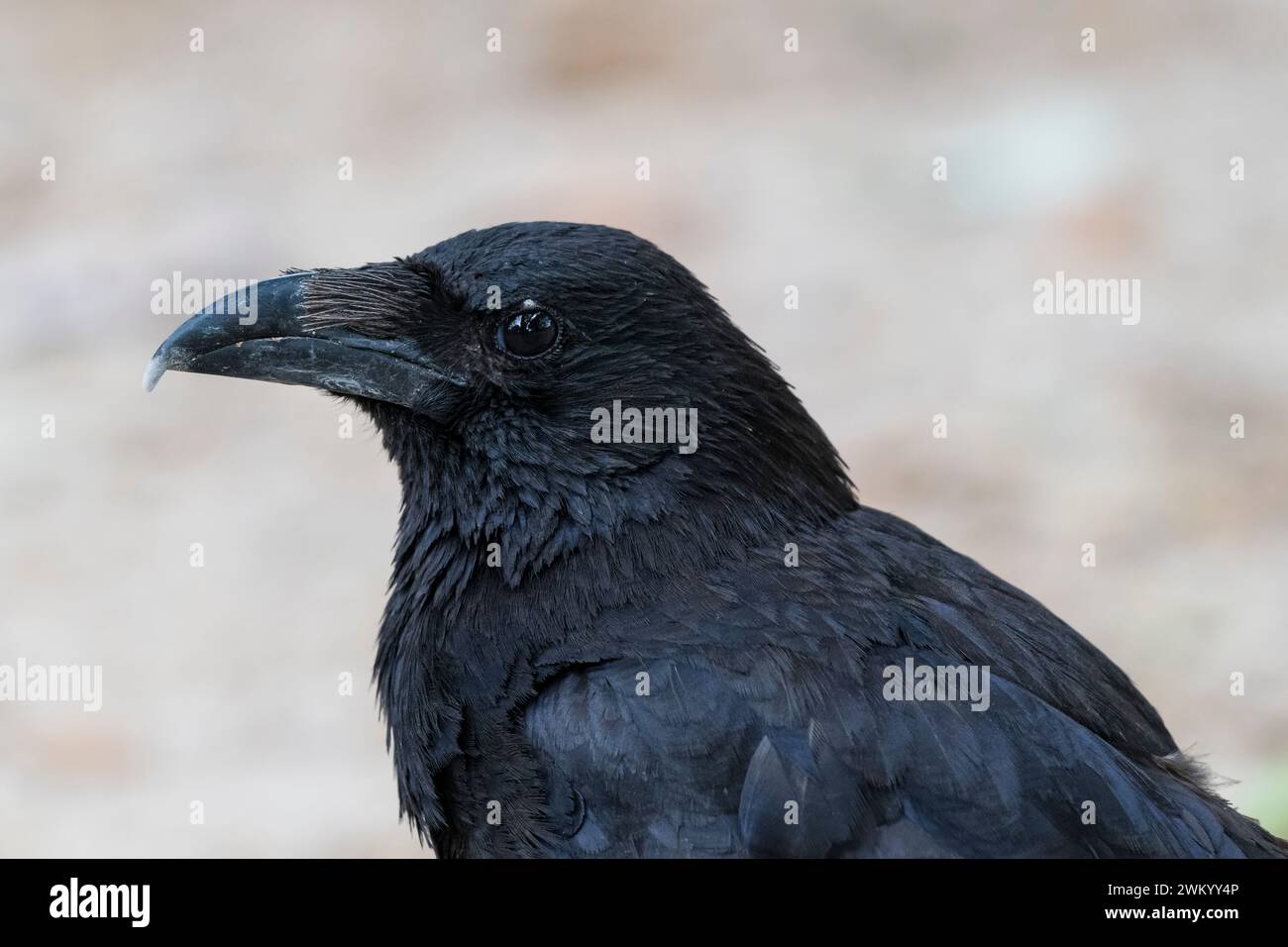Carrion crow (Corvus corone) anomaly: hooked beak, jardin des plantes ...