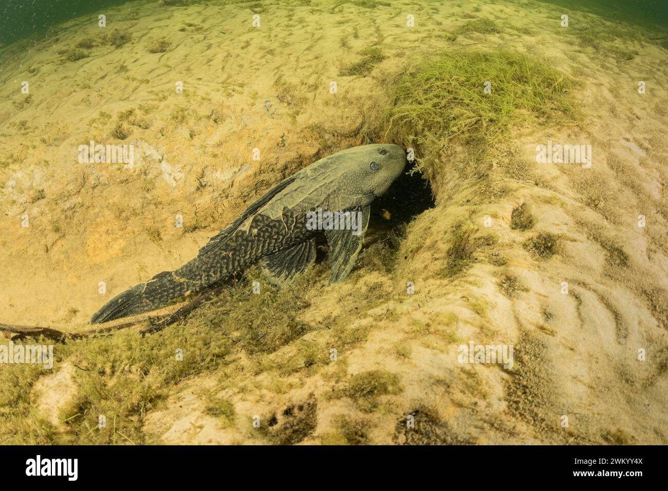 Armored catfish, Loricariidae family, Paraguay River, Pantanal, Brazil ...