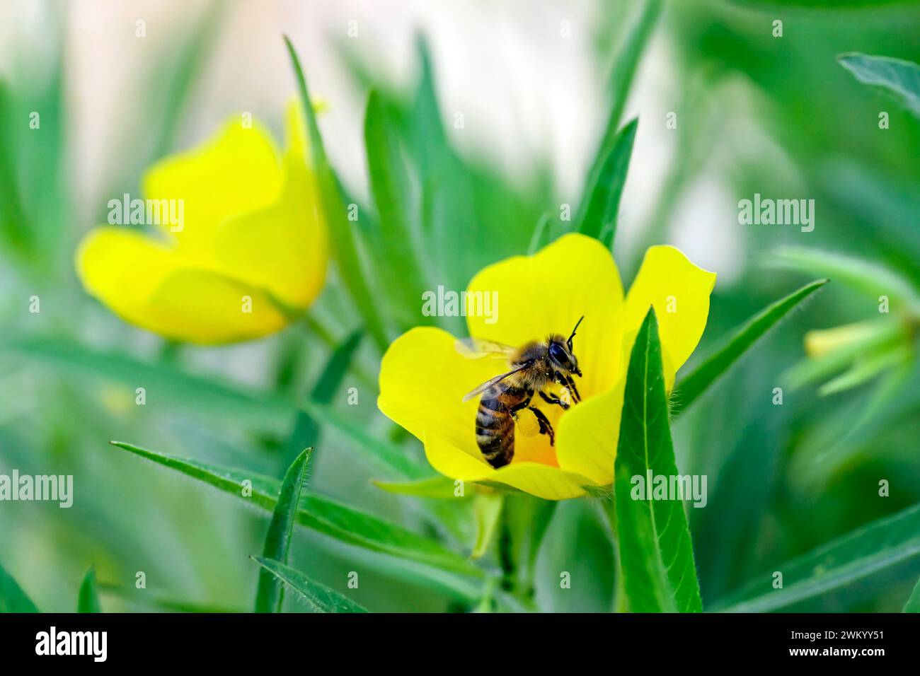 Honey bee (Apis mellifera) on a flower of large-flowered primrose ...