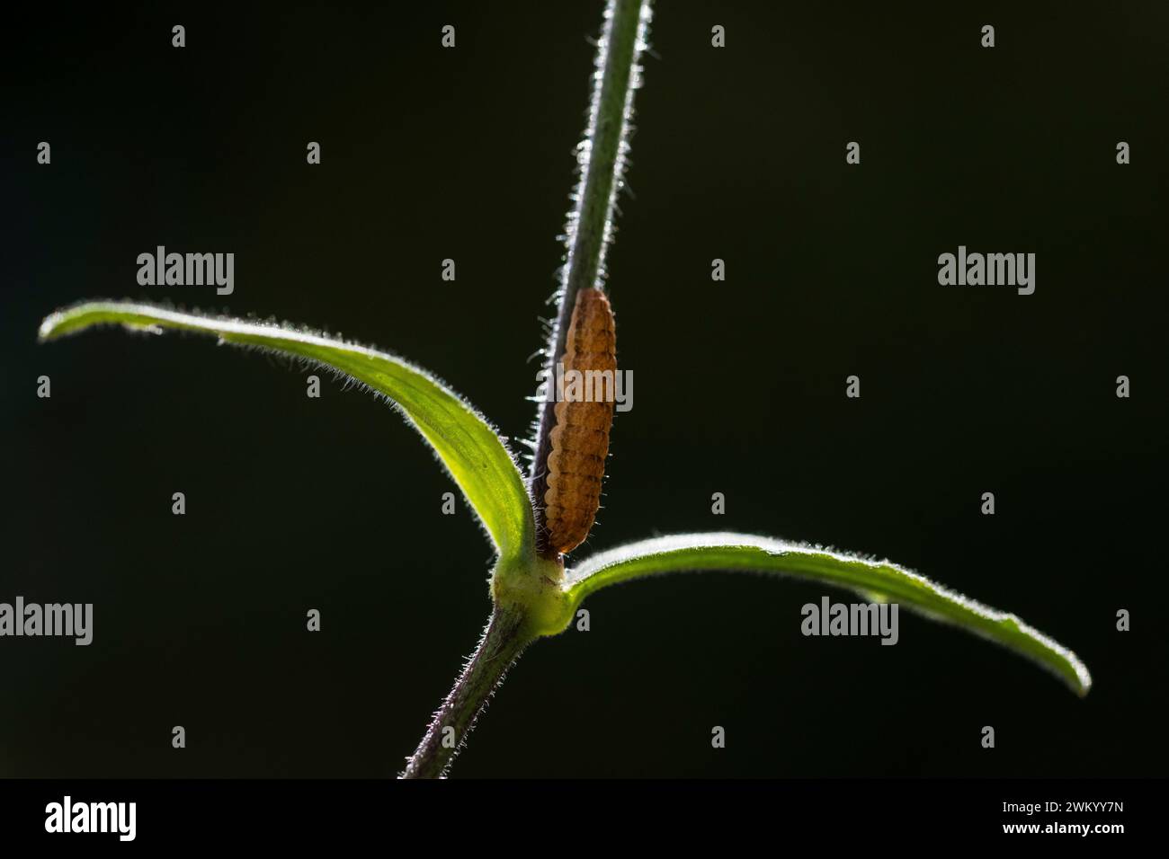 Lychnis moth (Hadena bicruris) caterpillar on Silene, Caryophyllaceae ...