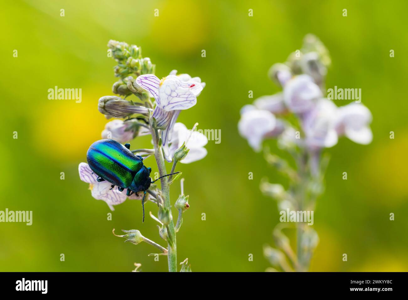 Leaf beetle (Chrysolina sp) on Pale toadflax (Linaria repens) flowers ...
