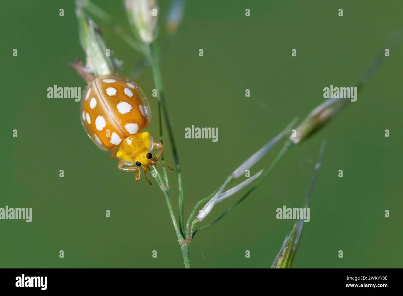 Orange ladybug (Halyzia sedecimguttata) on stem, Jean-Marie Pelt ...