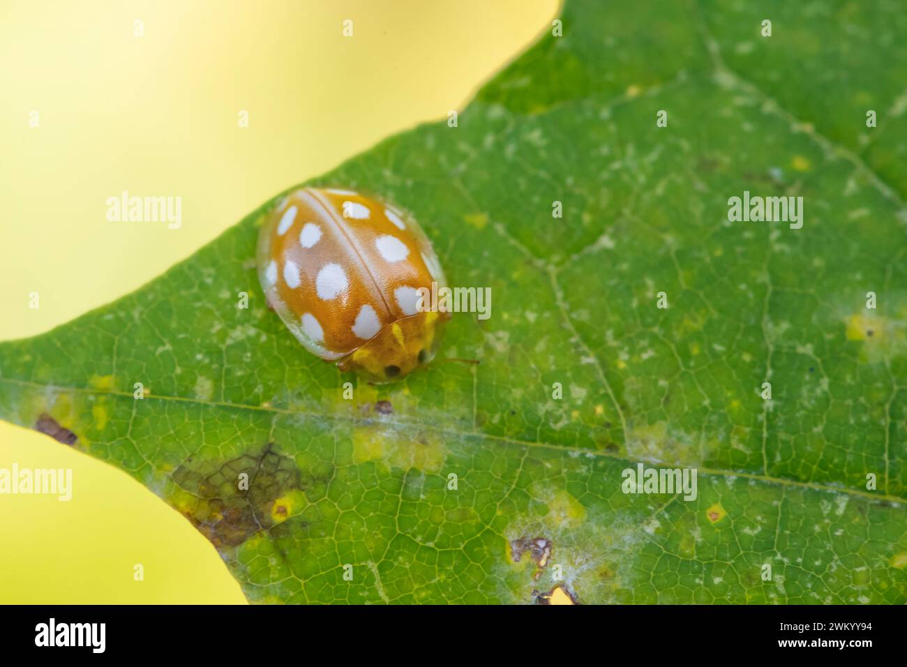 Orange ladybug (Halyzia sedecimguttata) on leaf, Jean-Marie Pelt ...
