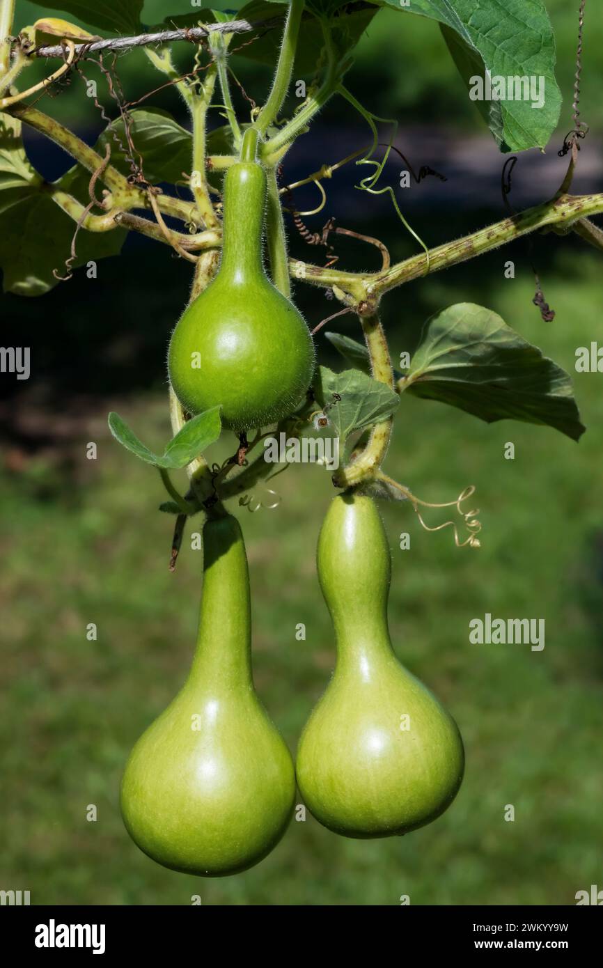 Bottle gourd (Lagenaria siceraria) native to Africa, Jean-Marie Pelt ...