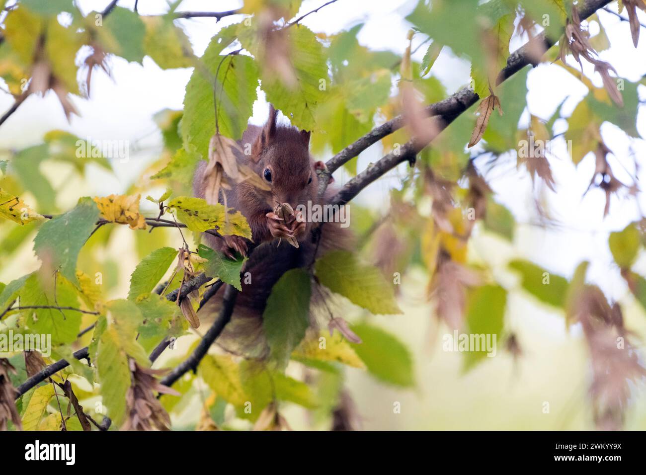 Red squirrel (Sciurus vulgaris) eating on a branch, parc domaine du ...