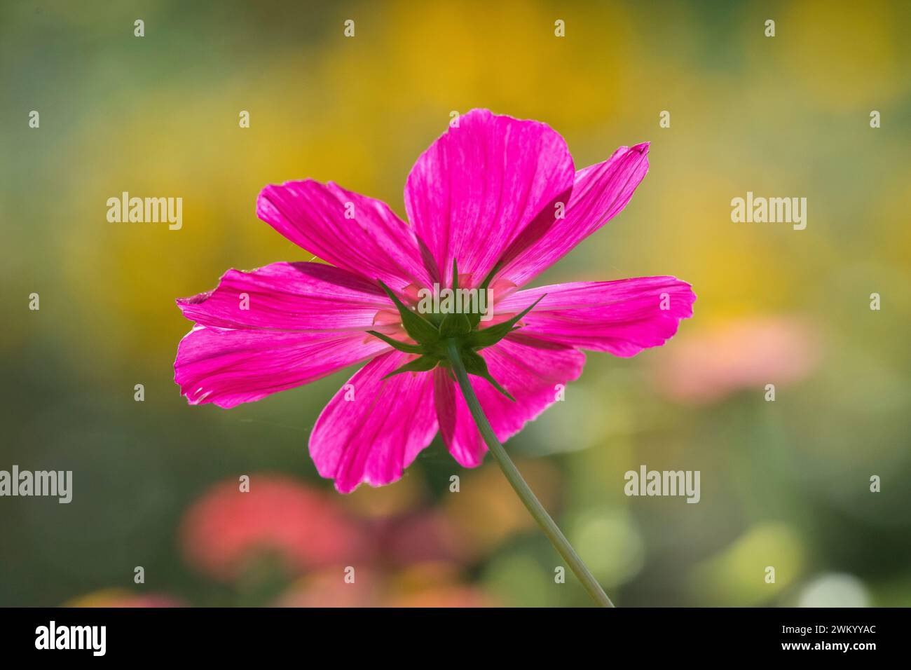 Flower of Cosmos(Cosmos bipinnatus) native to Mexico, Jean-Marie Pelt ...