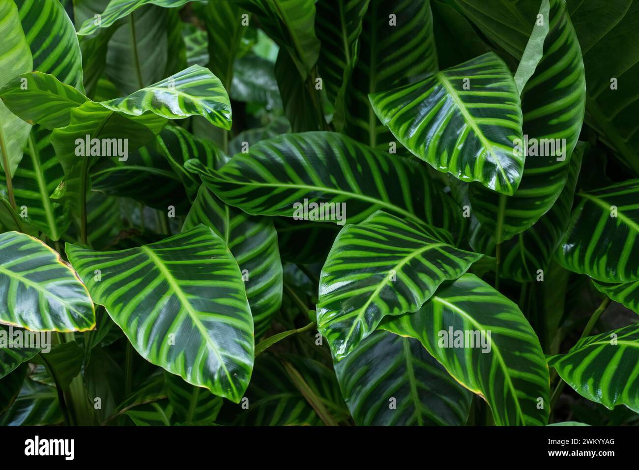 Leaves of Zebra Plant (Goeppertia zebrina) native to Brazil, Jean-Marie ...