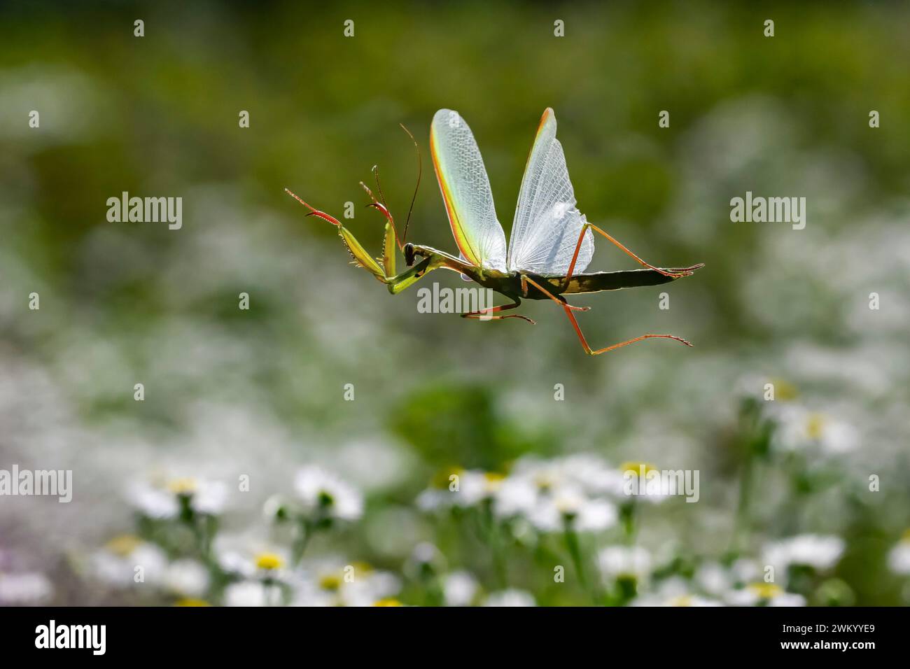 Praying mantis (Mantis religiosa) male in flight, Lorraine, France ...