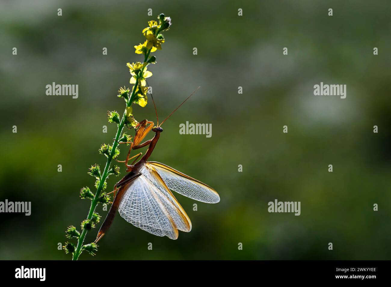 Male praying mantis (Mantis religiosa) flying from an agrimony ...