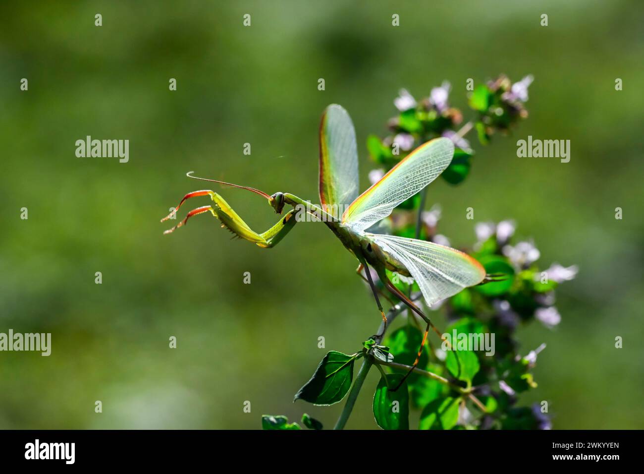 Praying mantis (Mantis religiosa) male in flight, Lorraine, France ...