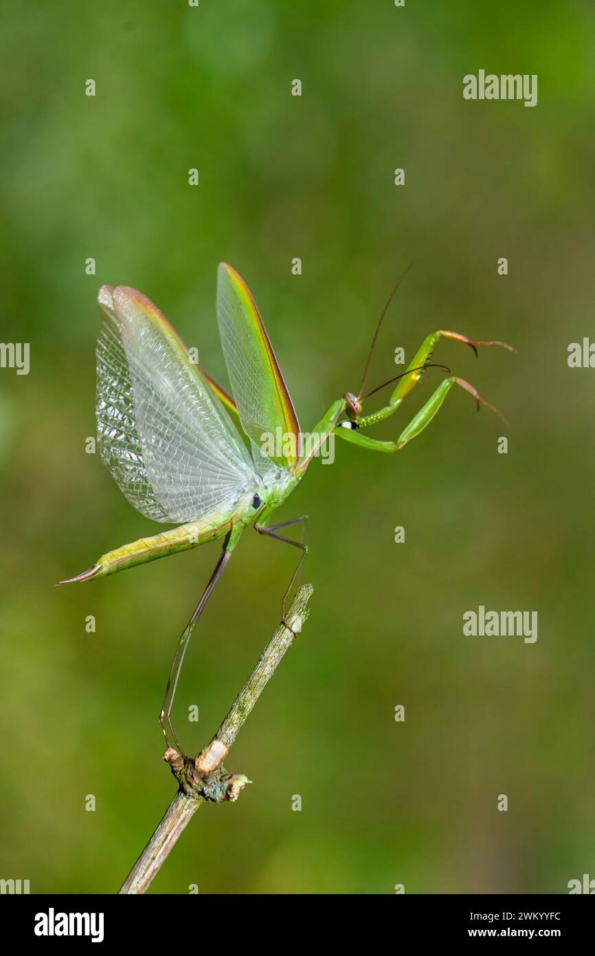 Praying mantis (Mantis religiosa) flying away, Lorraine, France Stock ...