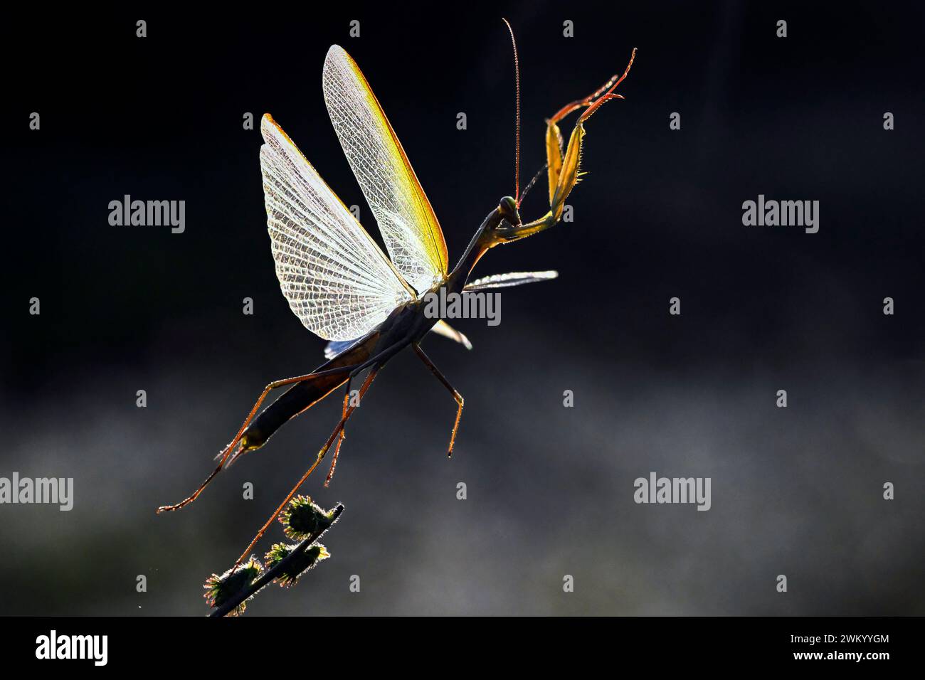 Male praying mantis (Mantis religiosa) taking flight, Lorraine, France ...
