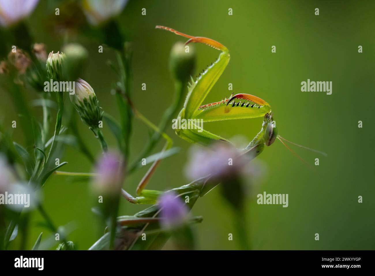 Female praying mantis (Mantis religiosa) cleaning her legs, Lorraine ...