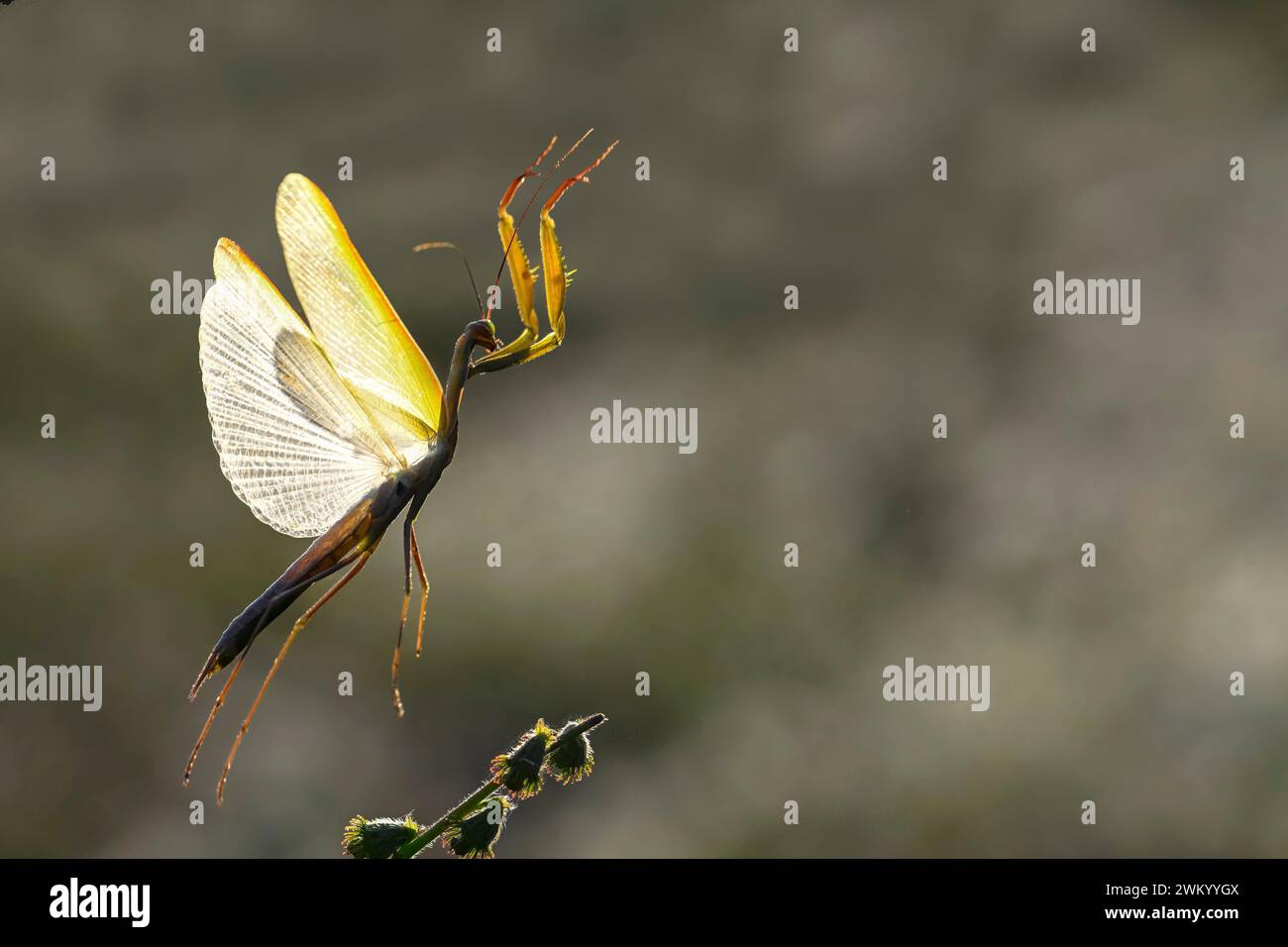 Male praying mantis (Mantis religiosa) taking flight, Bouxieres aux ...