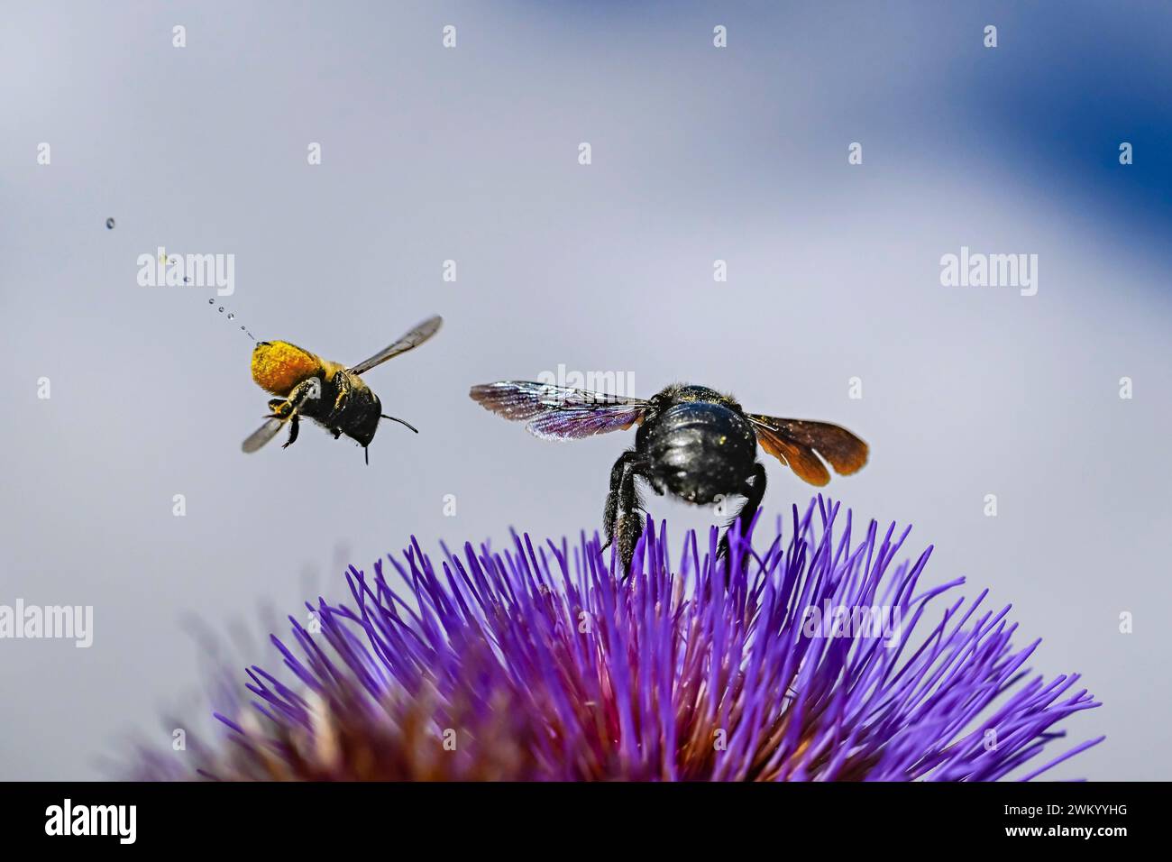 Leafcutter bee urinating in flight, Patchwork leaf-cutter bee ...