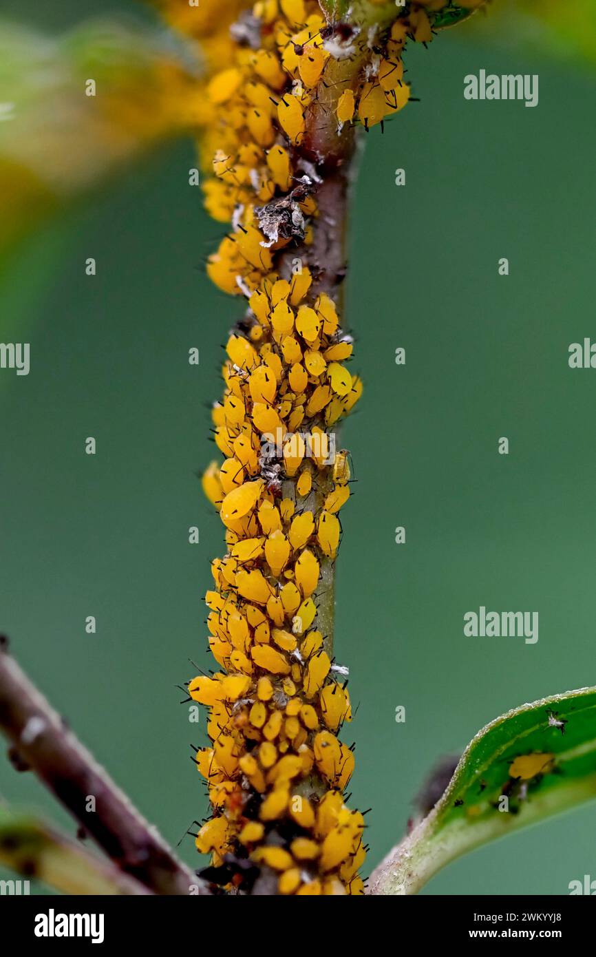 Oleander aphid (Aphis nerii) on Oleander, jardin des plantes in front ...