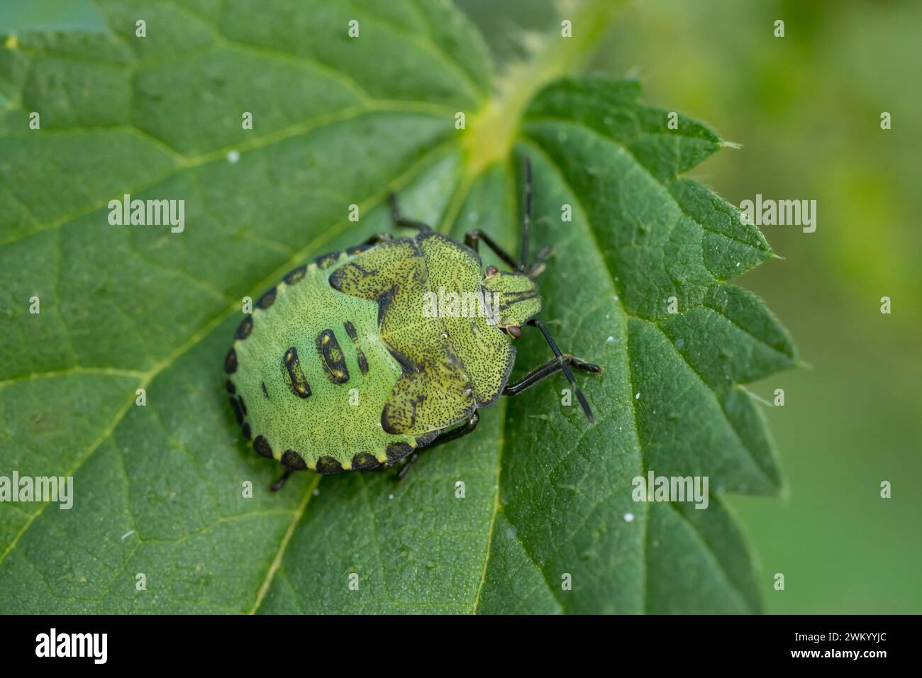 Stage 5 larva of the Green Shield Bug (Palomena prasina) on a leaf, Lac ...