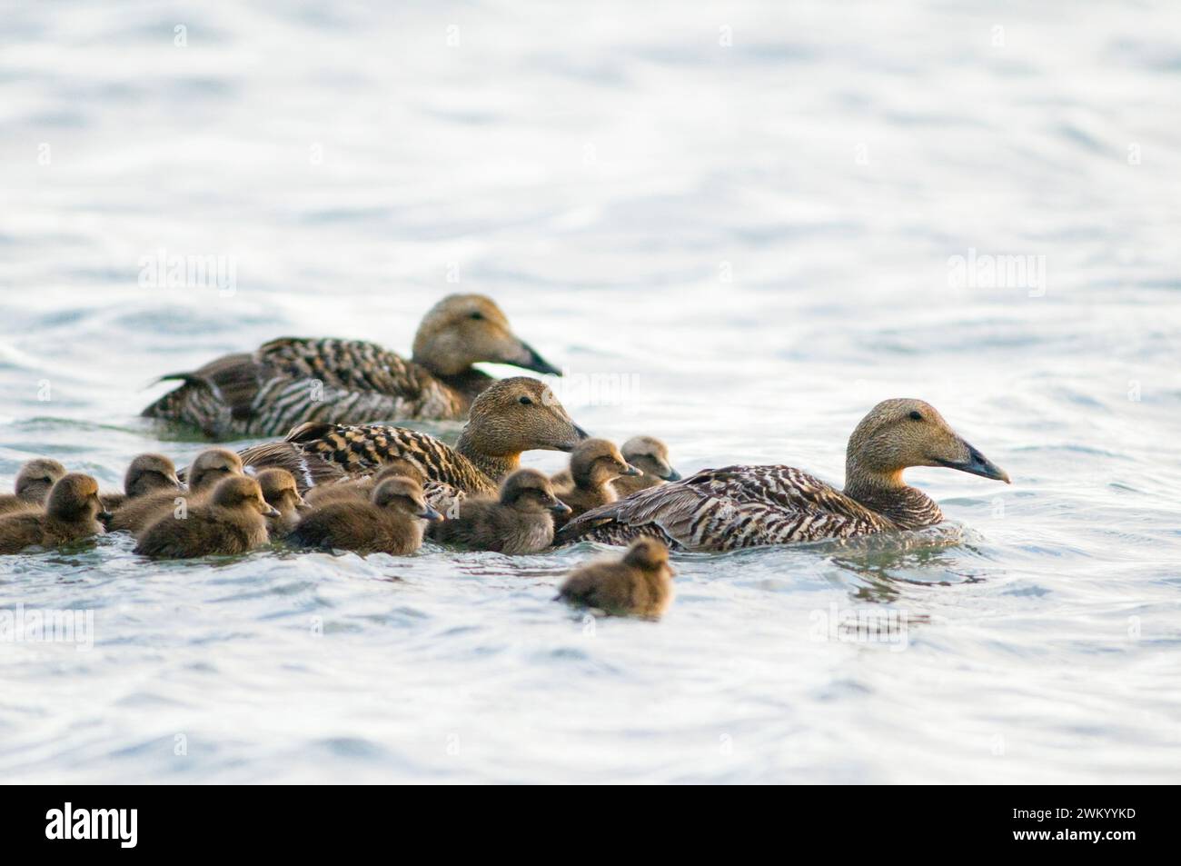 Group of common eider ducks Somateria mollissima mother and newborn ...