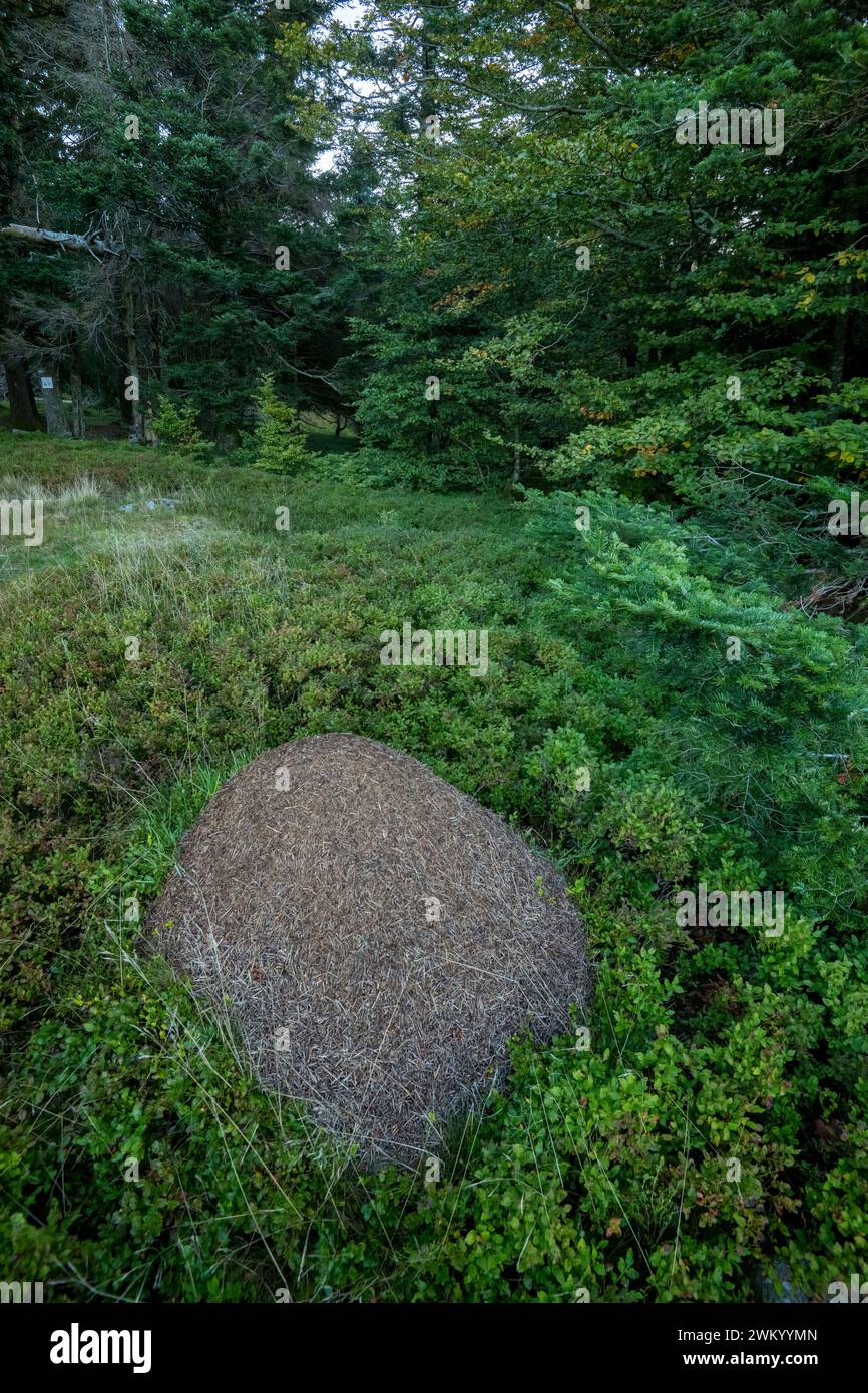 Red ant (Formica complexe rufa) anthill at the edge of a forest, Vosges ...