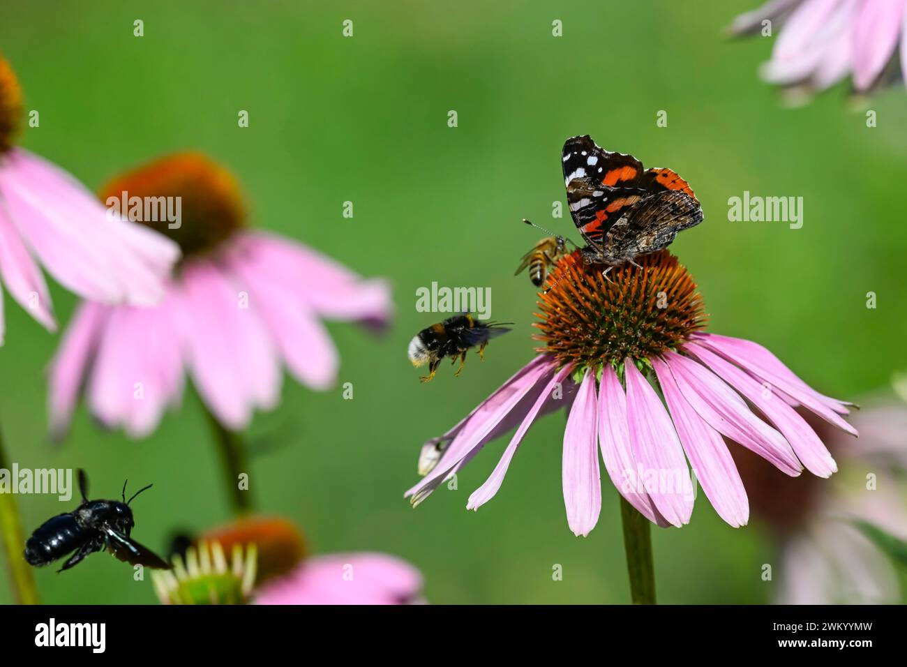 Red Admiral (Vanessa atalanta), Honey bee (Apis mellifera), Buff-tailed ...