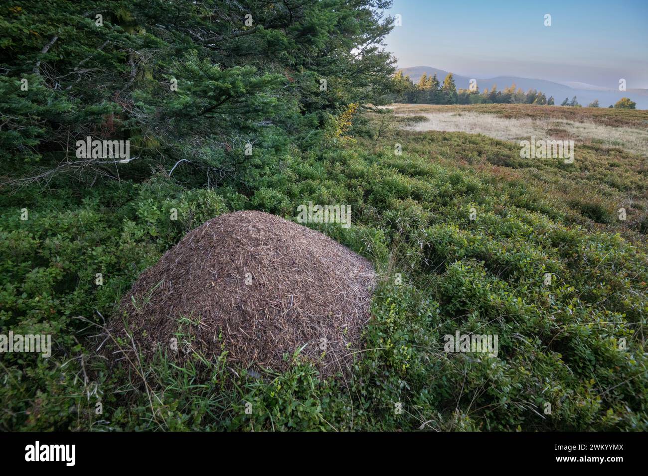 Red ant (Formica complexe rufa) anthill at the edge of a forest, Vosges ...