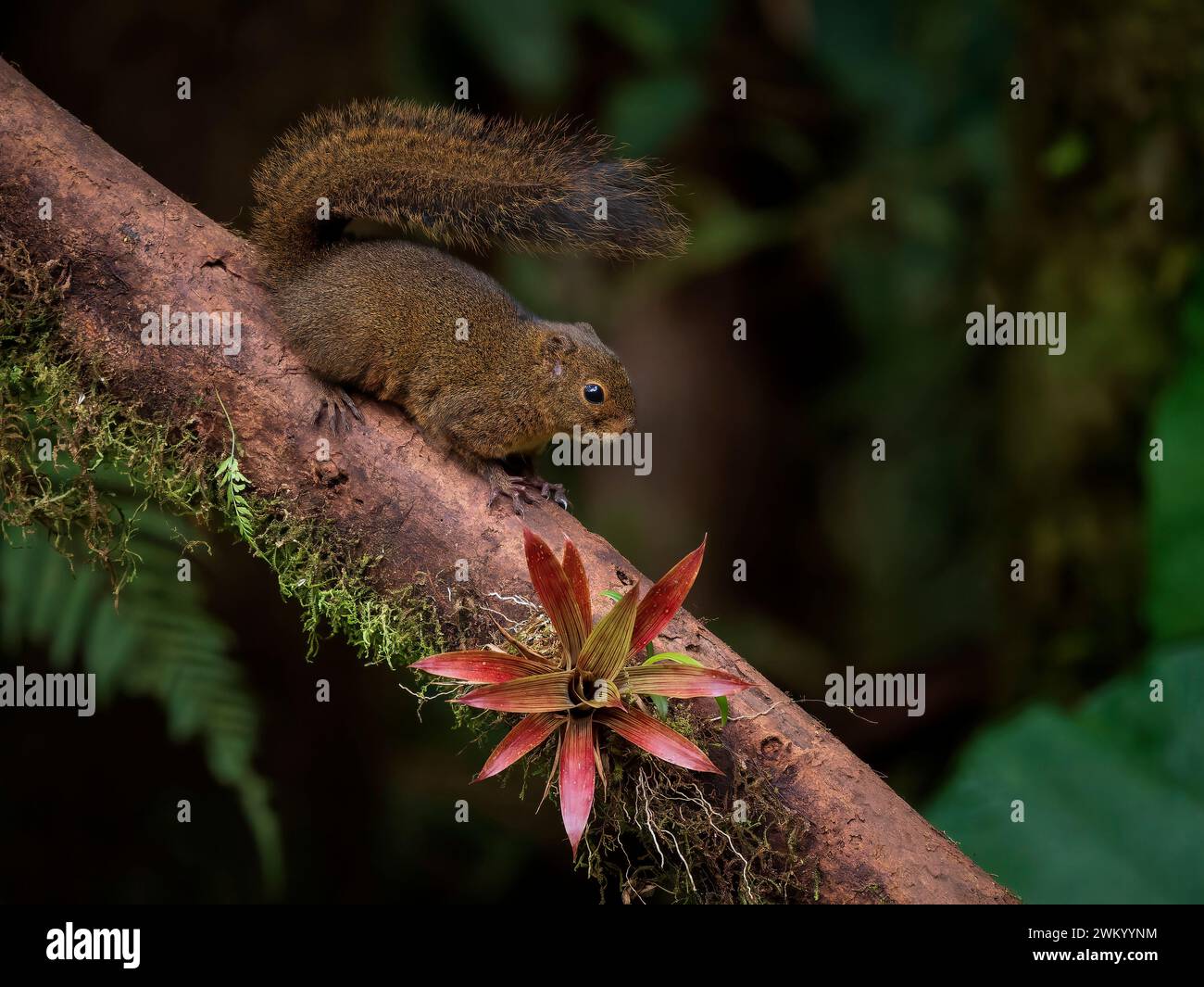 Bang's Mountain Squirrel (Syntheosciurus brochus), Chiriqui Highlands ...
