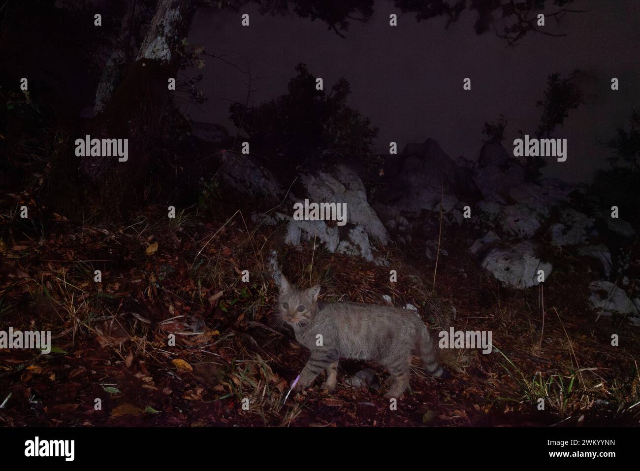 European Wildcat (Felis silvestris), side view of a cub walking on the ...