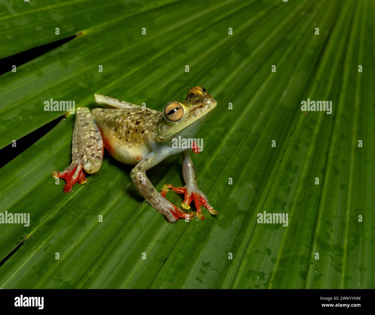 Canal Zone Tree Frog (Boana rufitella), Bocas del Toro, Panama Stock ...