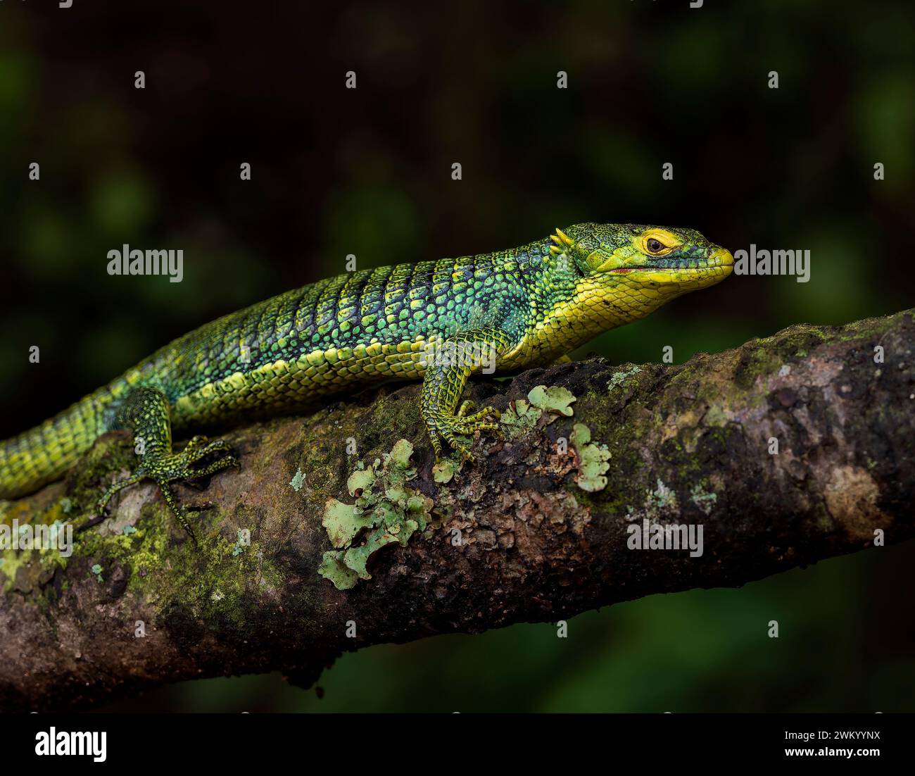 Bocourt's arboreal alligator lizard (Abronia vasconcellosii), Guatemala ...