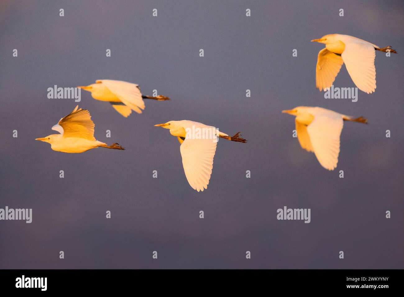 Cattle Egret (Bubulcus ibis), side view of a flock in flight, Campania ...