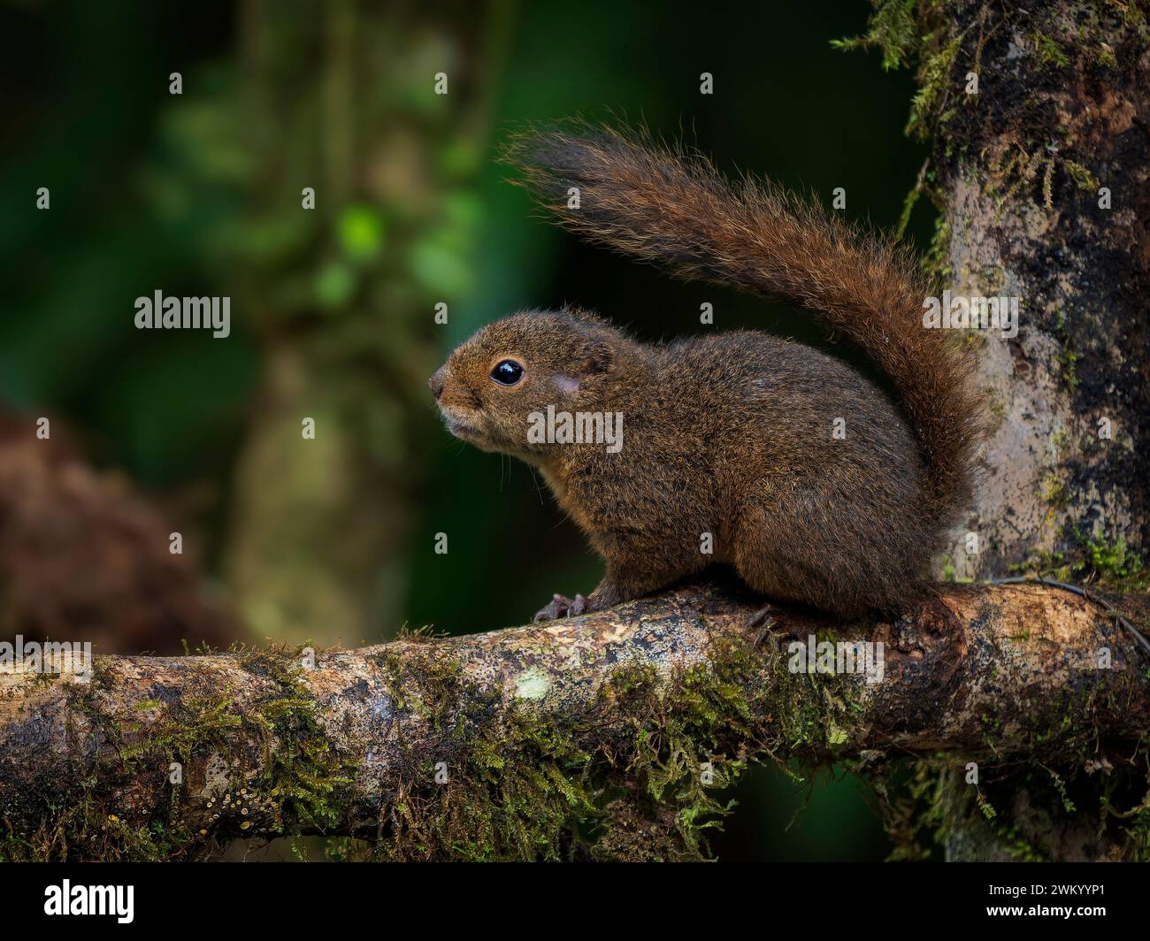 Bangs' Mountain Squirrel (Syntheosciurus brochus), Chiriqui Highlands ...