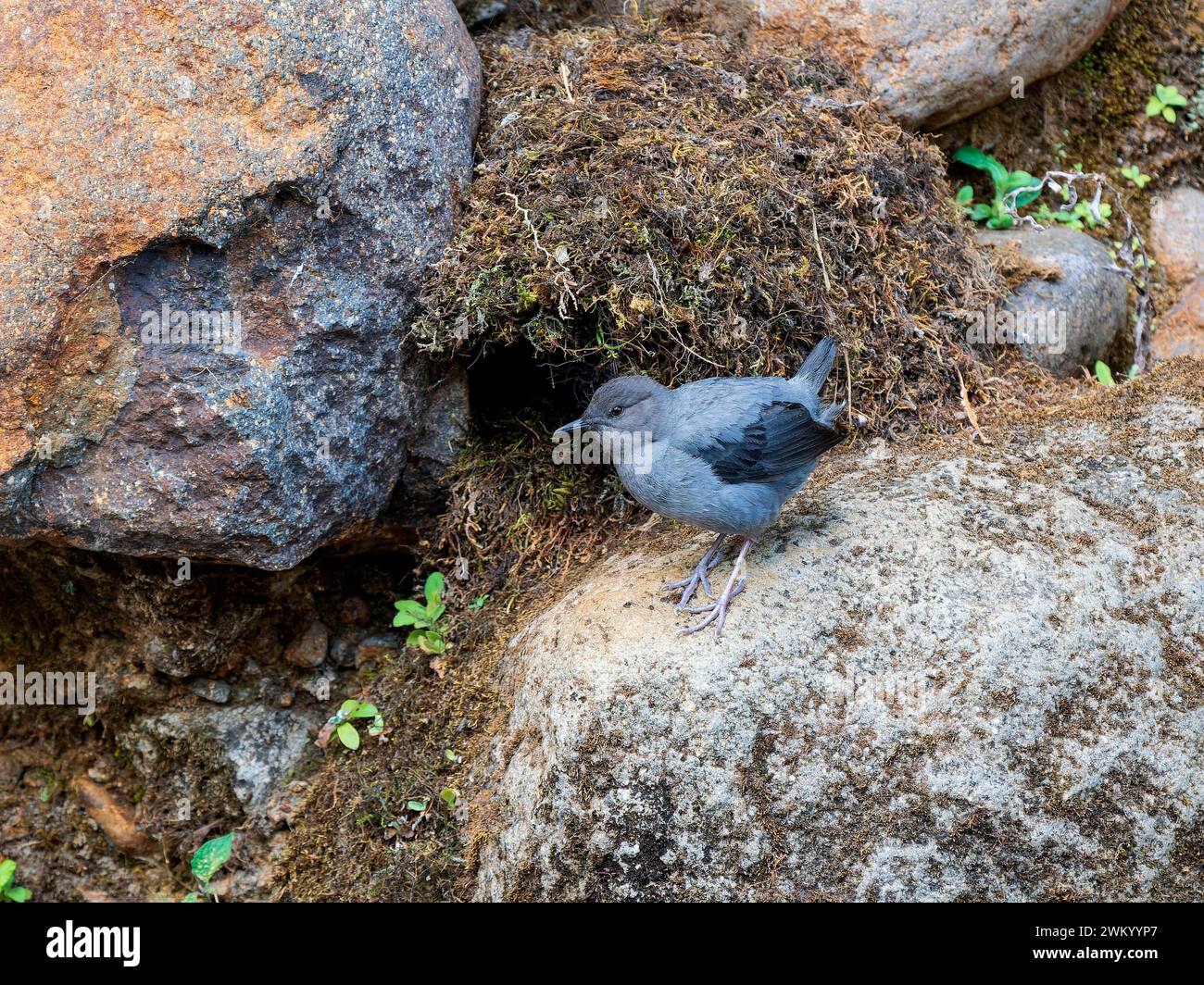 American Dipper (Cinclus americanus ardesiacus), at nest entrance ...
