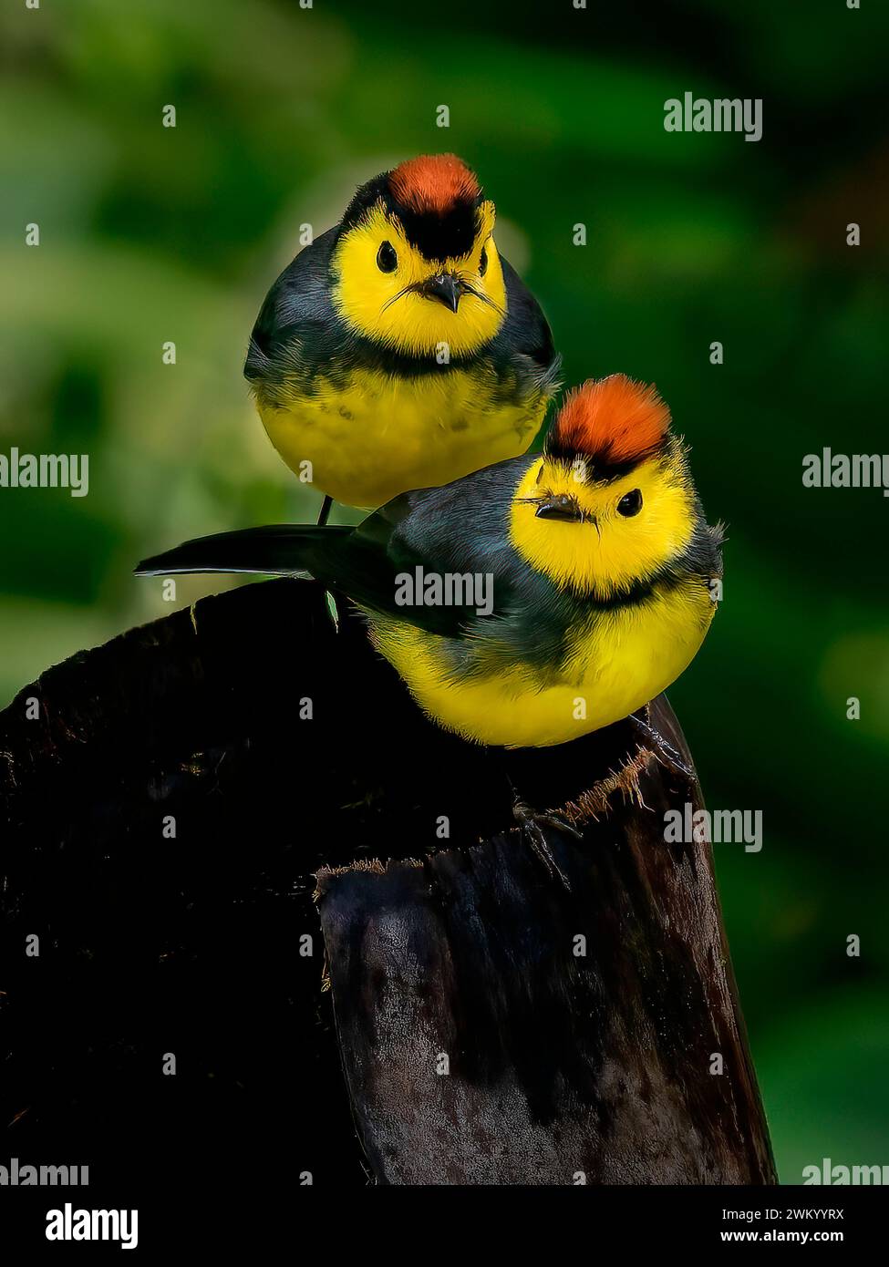 Collared Redstart (Myoborus torquatus), pair, Chiriqui Highlands, Panama Stock Photo - Alamy