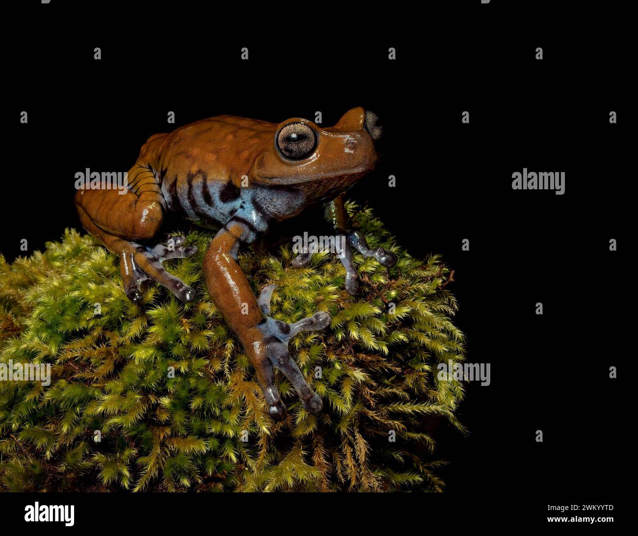 Cordillera Central Tree Frog (Hyloscirtus larinopygion), Colombia Stock ...